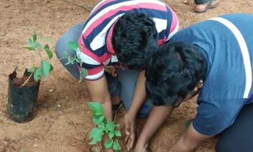 Tree plantation Drive
